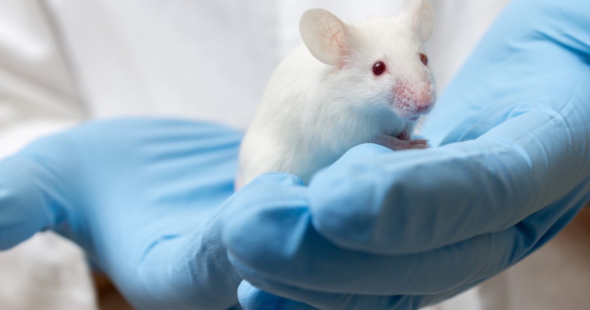 Study: Interleukin-1 Receptor Antagonist Reduces PH in Newborn Mice