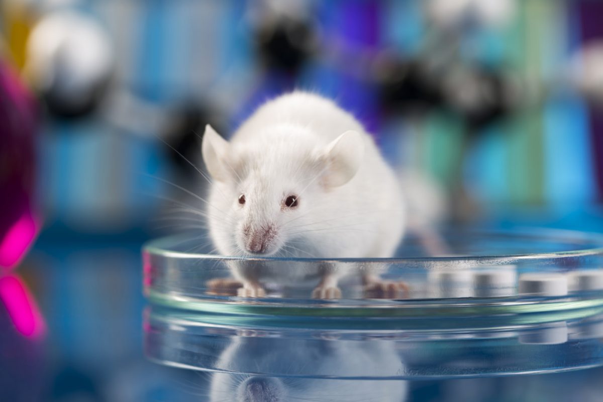 KER-012 for PAH Found to Prevent Increased Scarring in Rat Model
